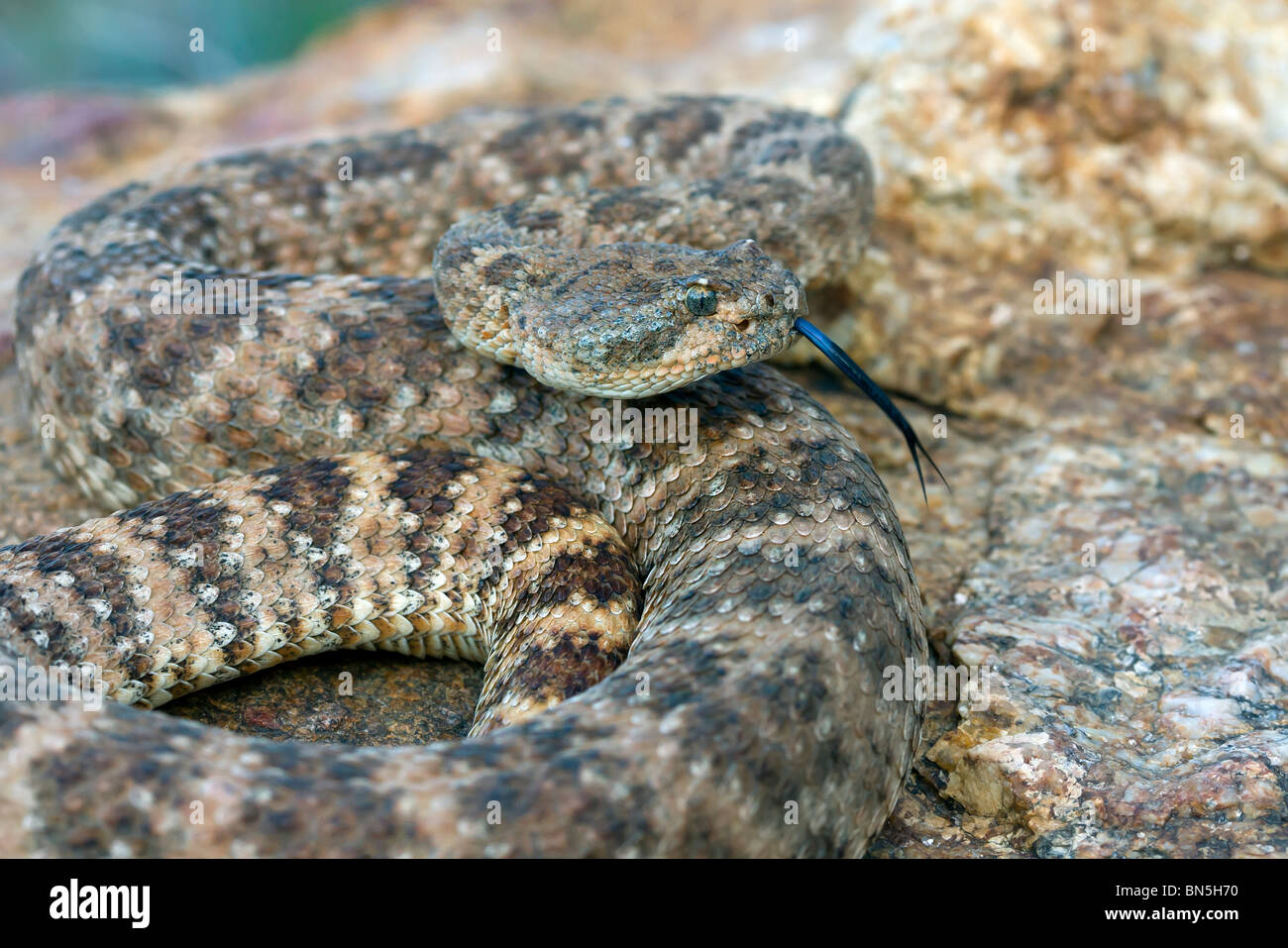 Speckled snake hi-res stock photography and images - Alamy