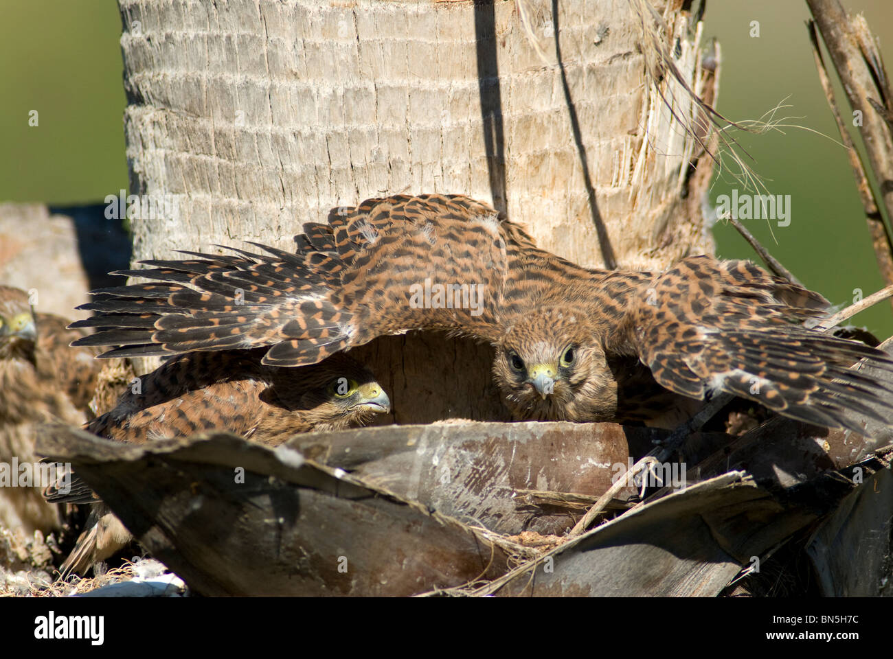 Kestrel open wings hi-res stock photography and images - Alamy