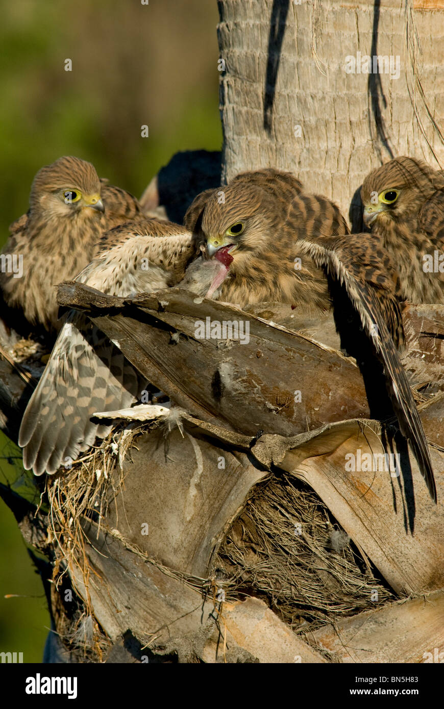 Kestrels chicks nest nesting hi-res stock photography and images - Alamy