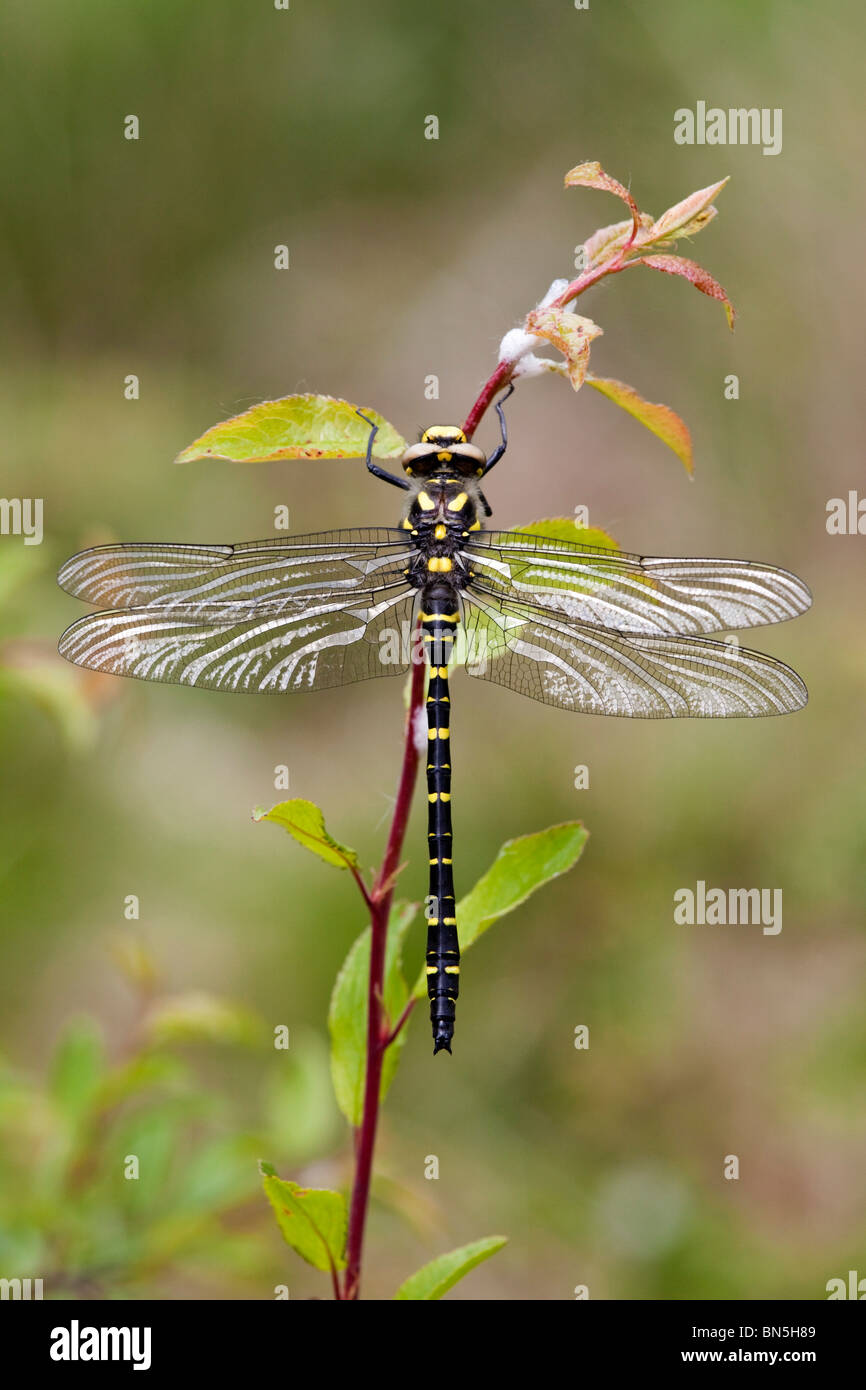 Golden Ringed Dragonfly; Cordulegaster boltonii Stock Photo - Alamy