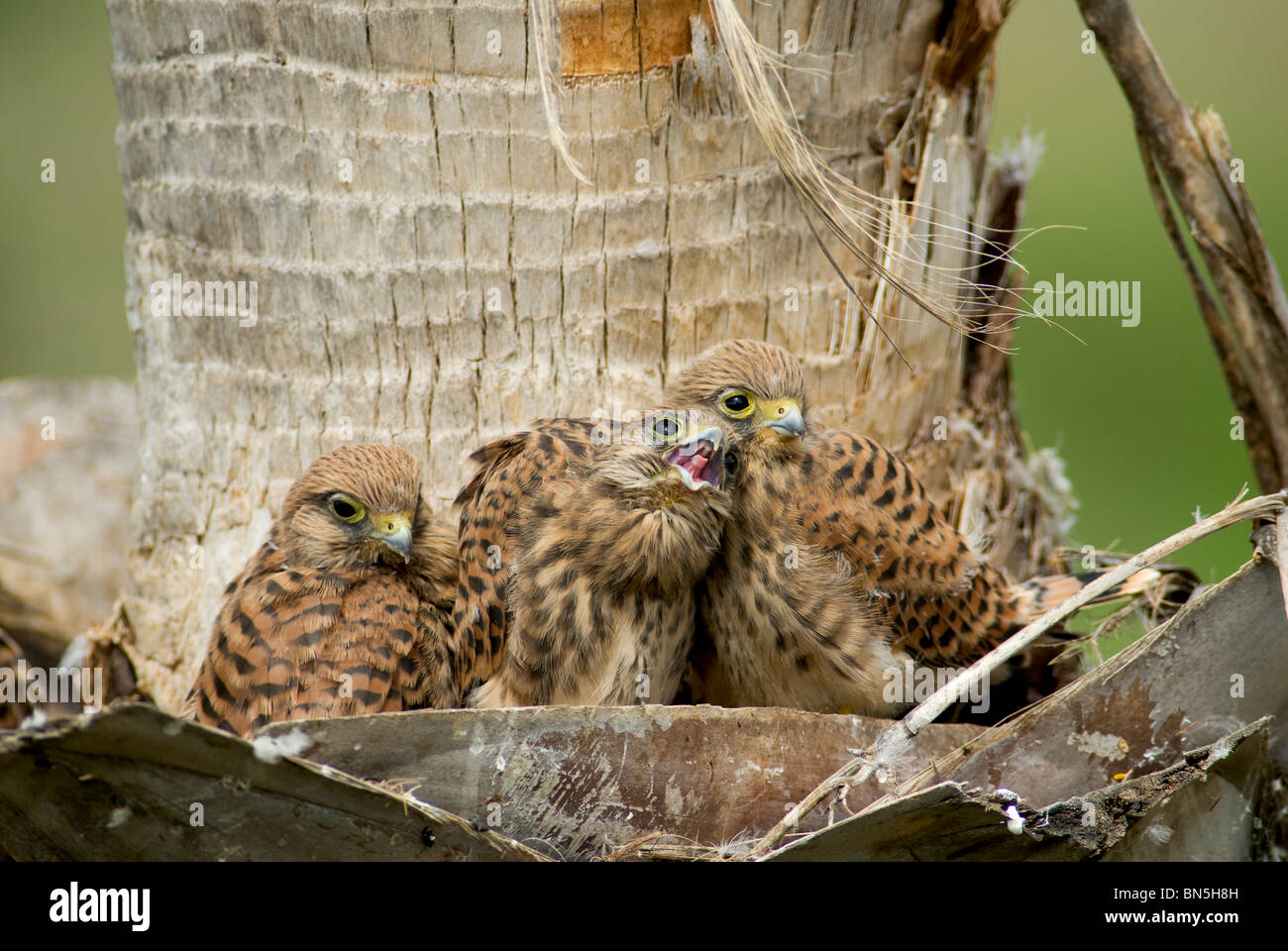 Kestrels chicks nest nesting hi-res stock photography and images - Alamy