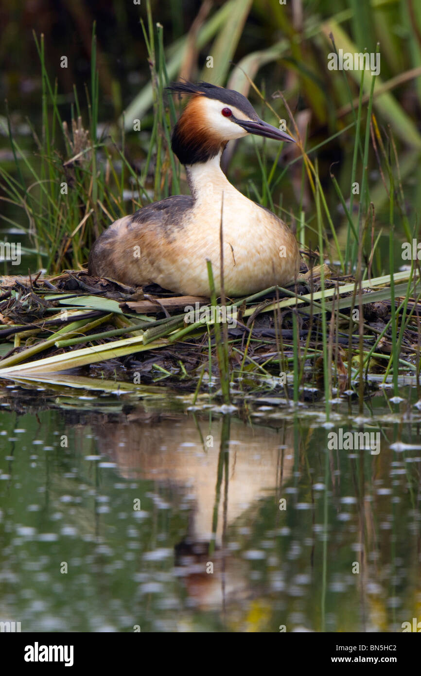 Great Crested Grebe; Podiceps cristatus; on nest Stock Photo - Alamy