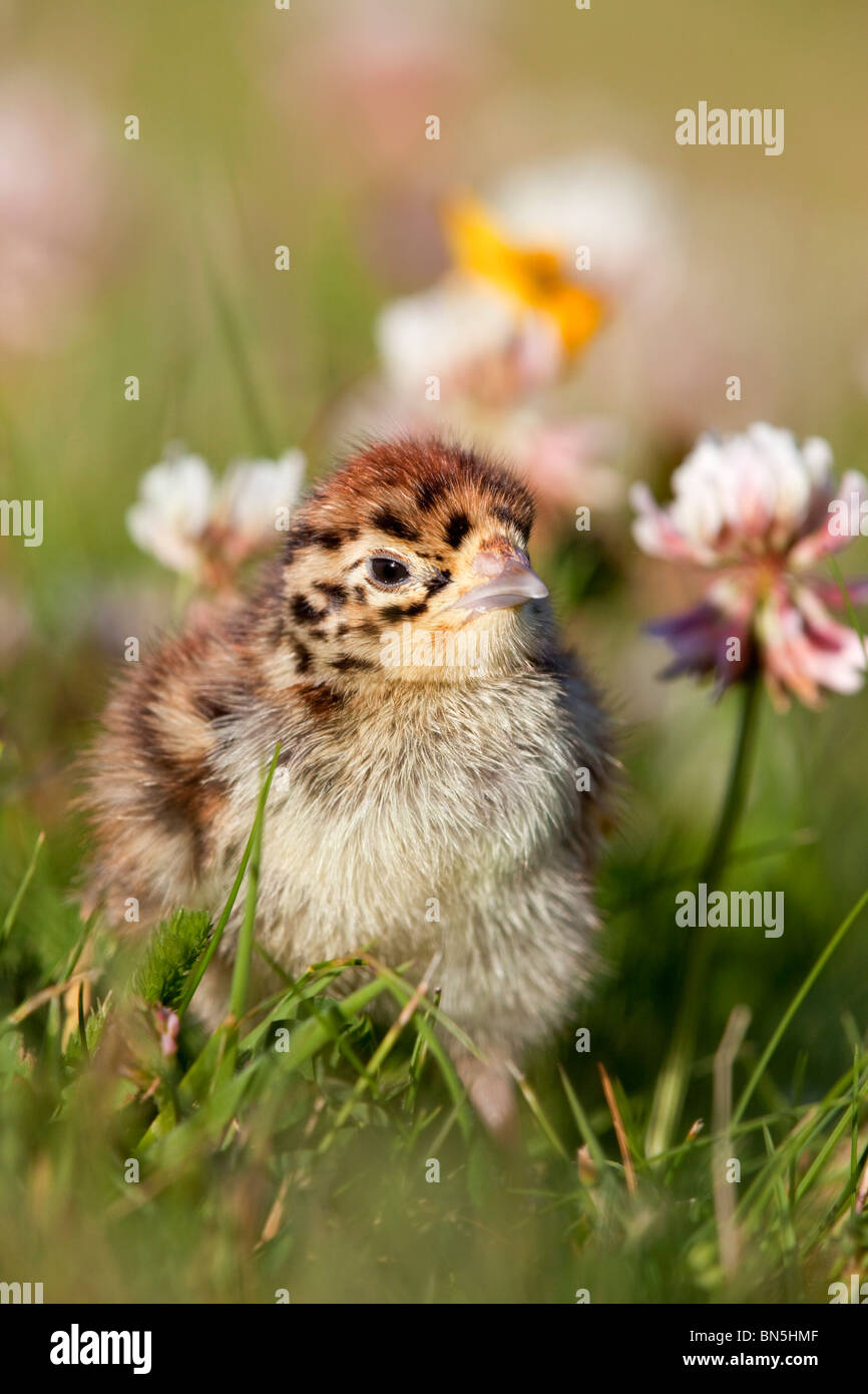 Grey Partridge Chick Stock Photos & Grey Partridge Chick Stock Images ...