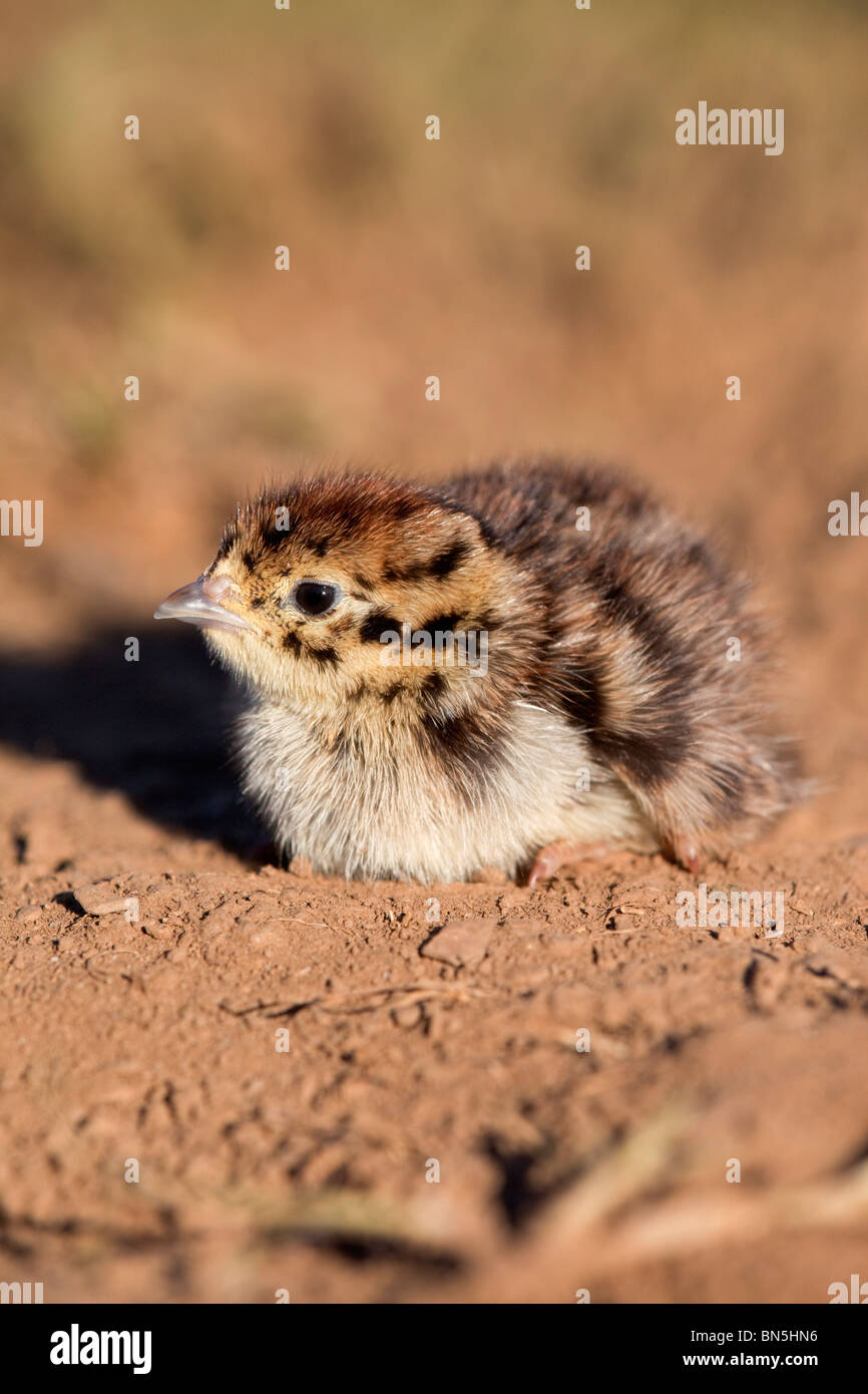Young partridge hi-res stock photography and images - Alamy