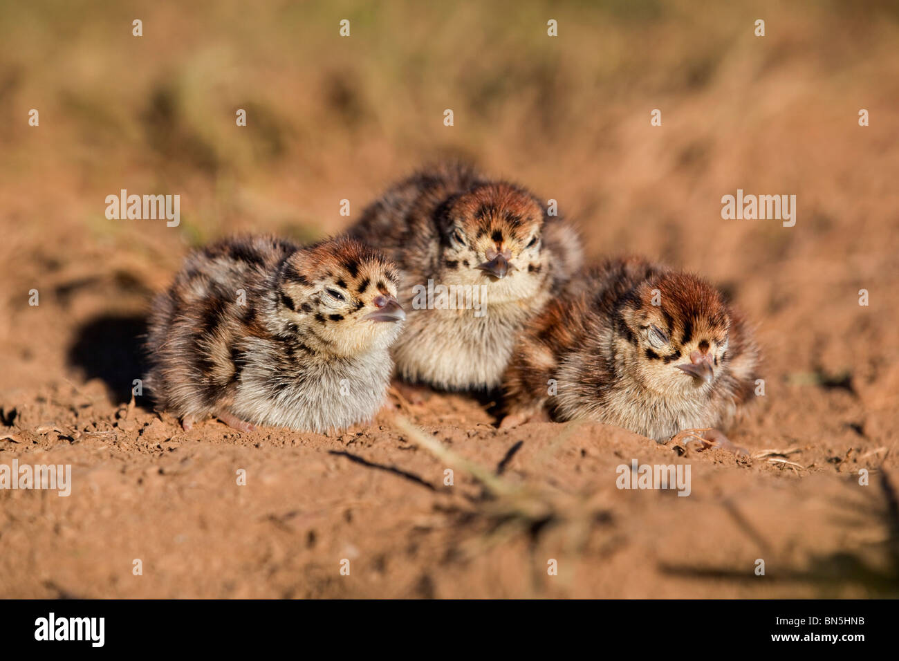 Wild partridge chicks hi-res stock photography and images - Alamy