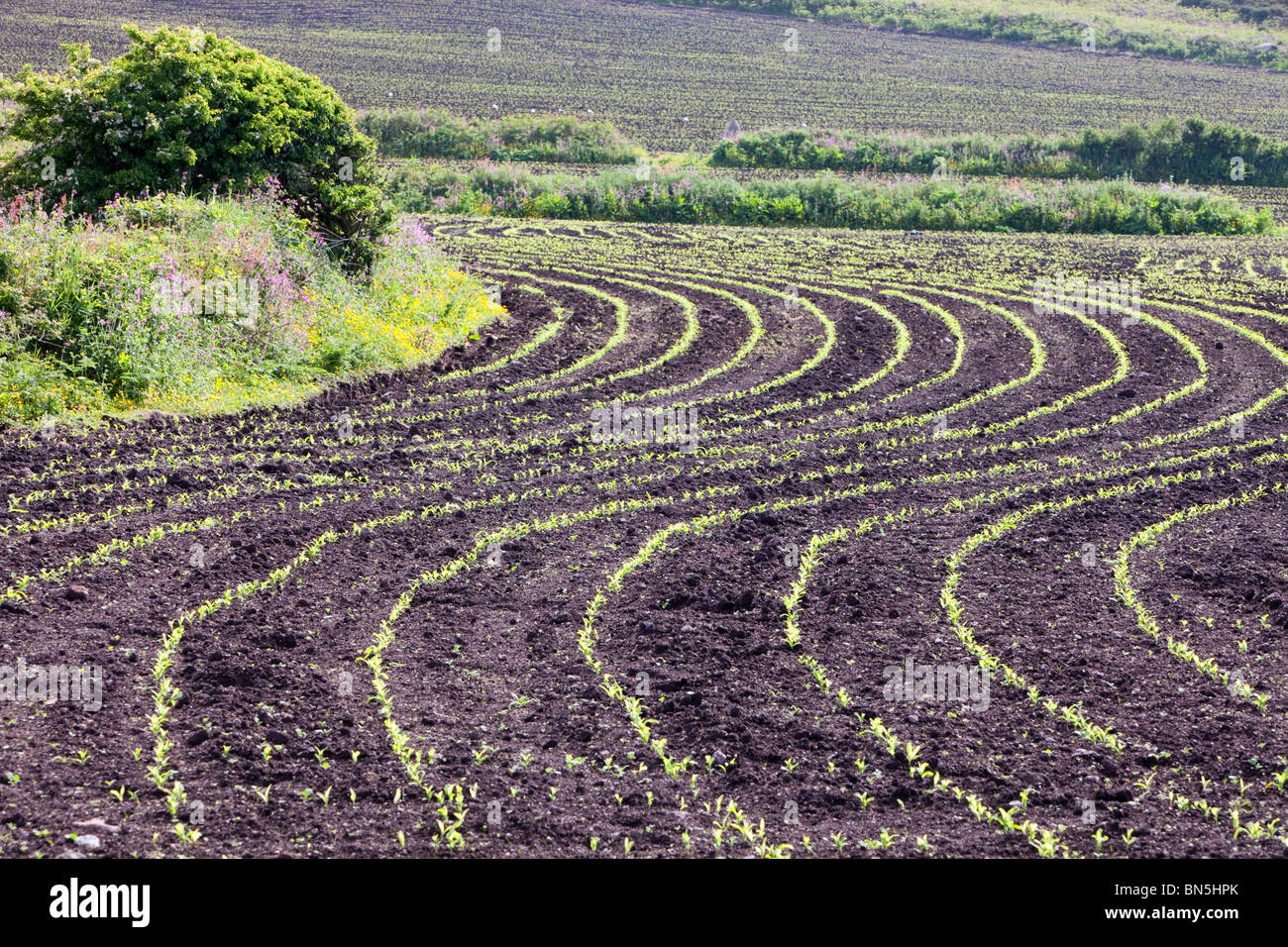 Maize crops planted in a wavy line in a field near Zennor in Cornwall ...