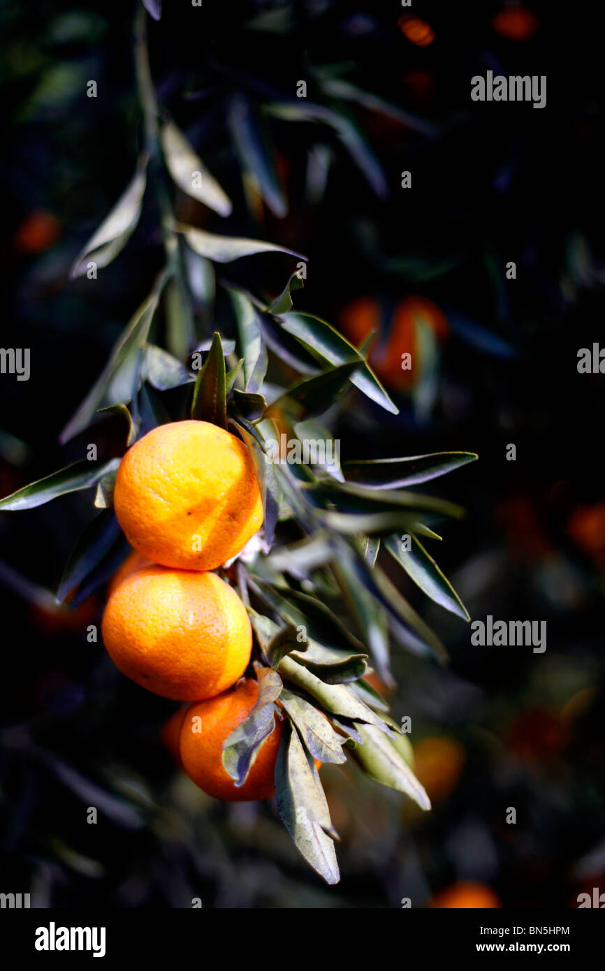 Tangerineiras hi-res stock photography and images - Alamy