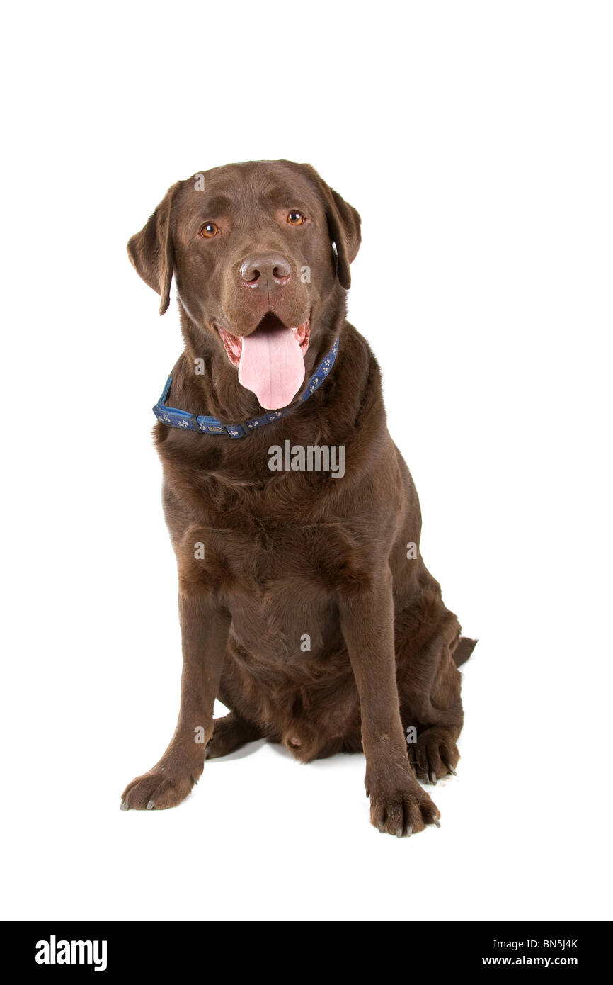 Lab head shot Cut Out Stock Images & Pictures - Alamy