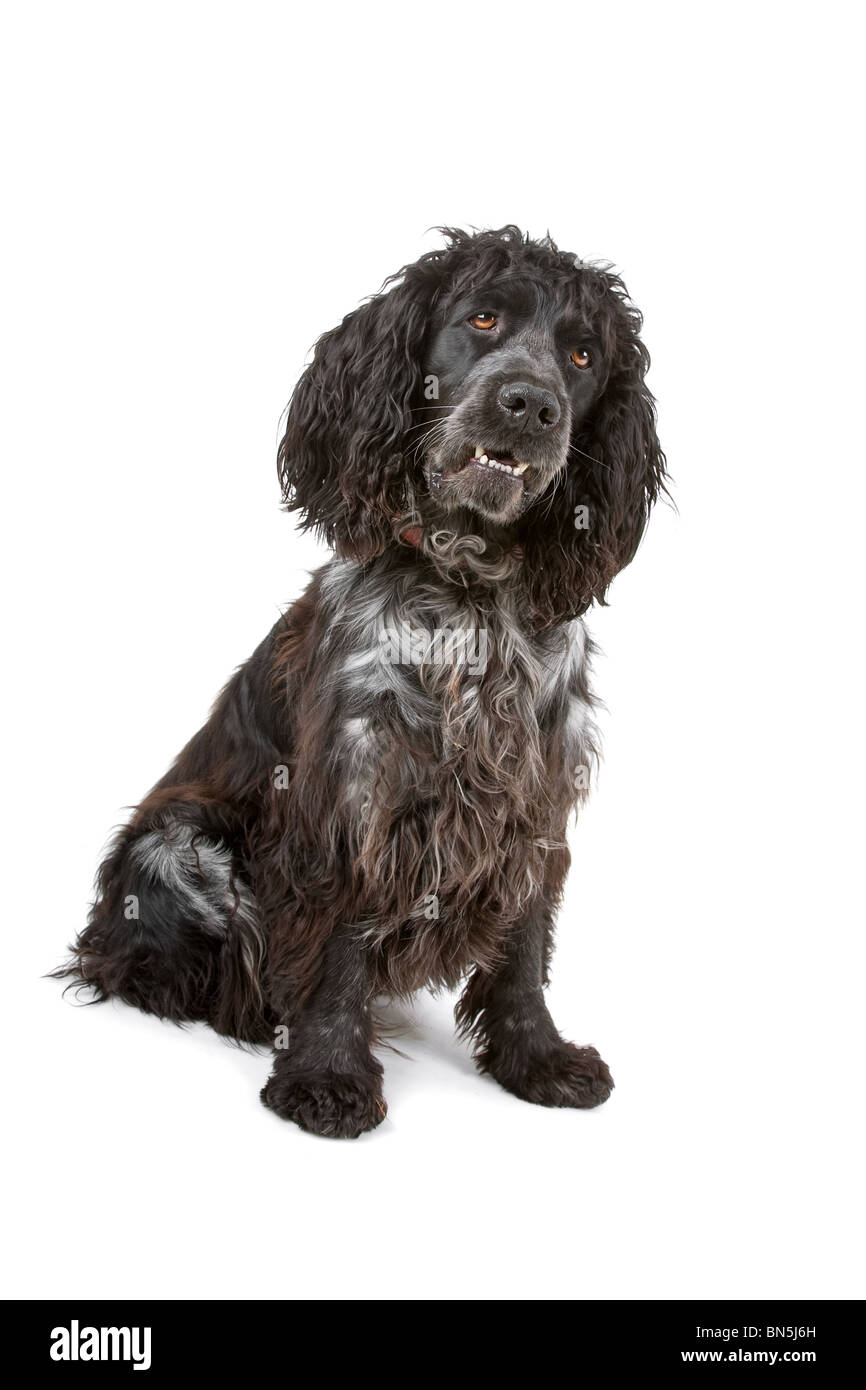Cocker spaniel black white hi-res stock photography and images - Alamy