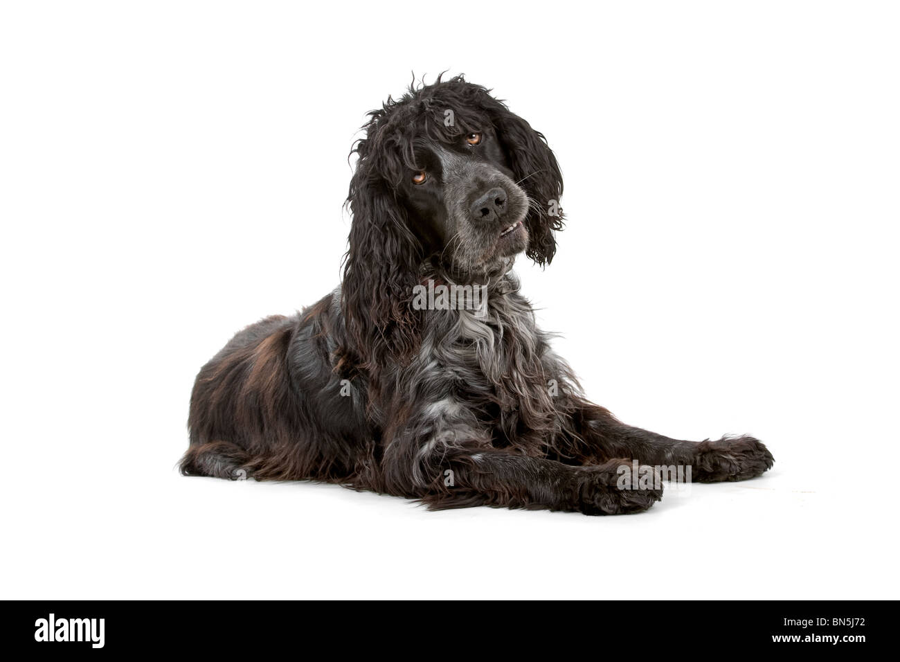 black and grey cocker spaniel isolated on a white background Stock ...