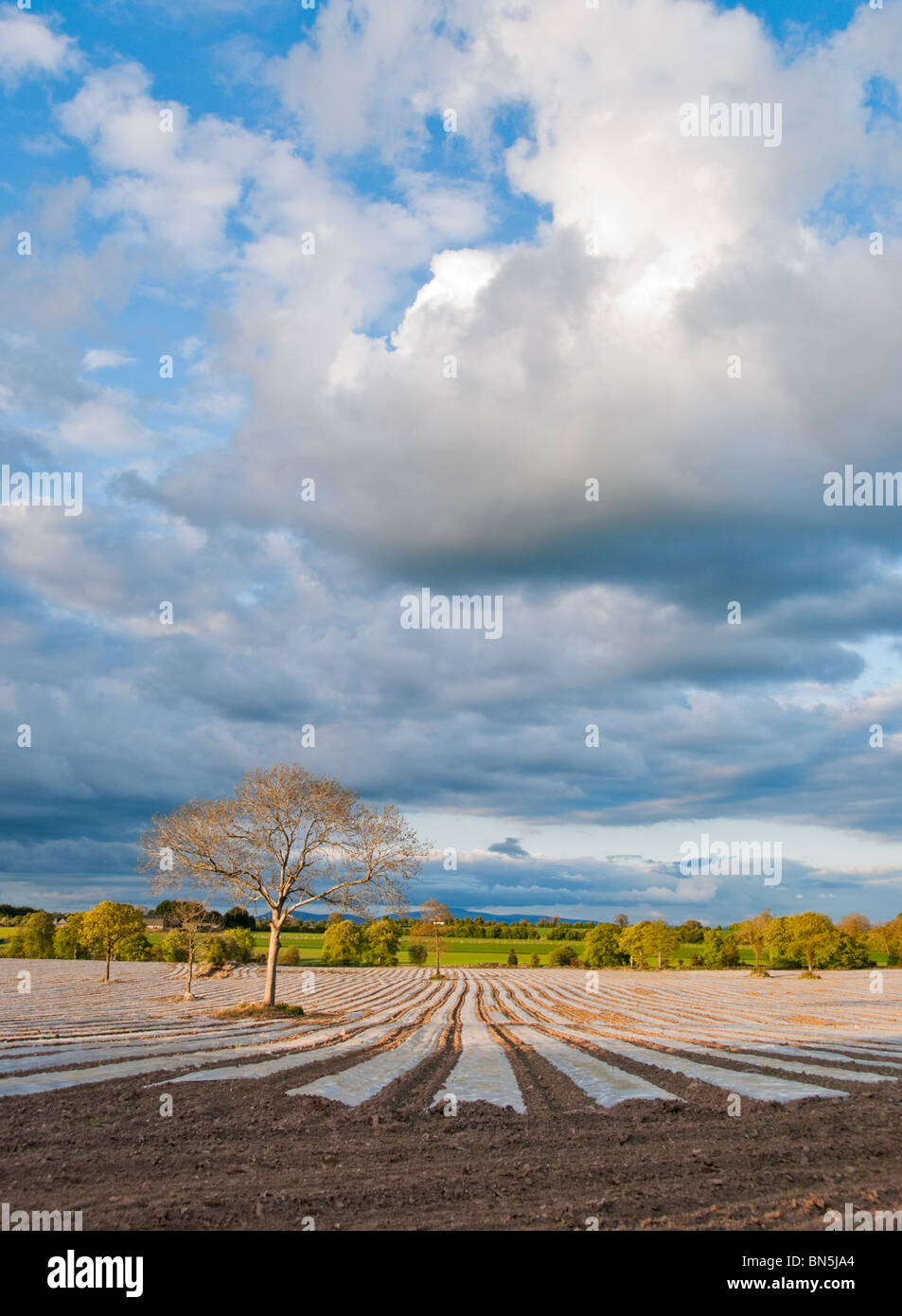 Spring planted crop hi-res stock photography and images - Alamy