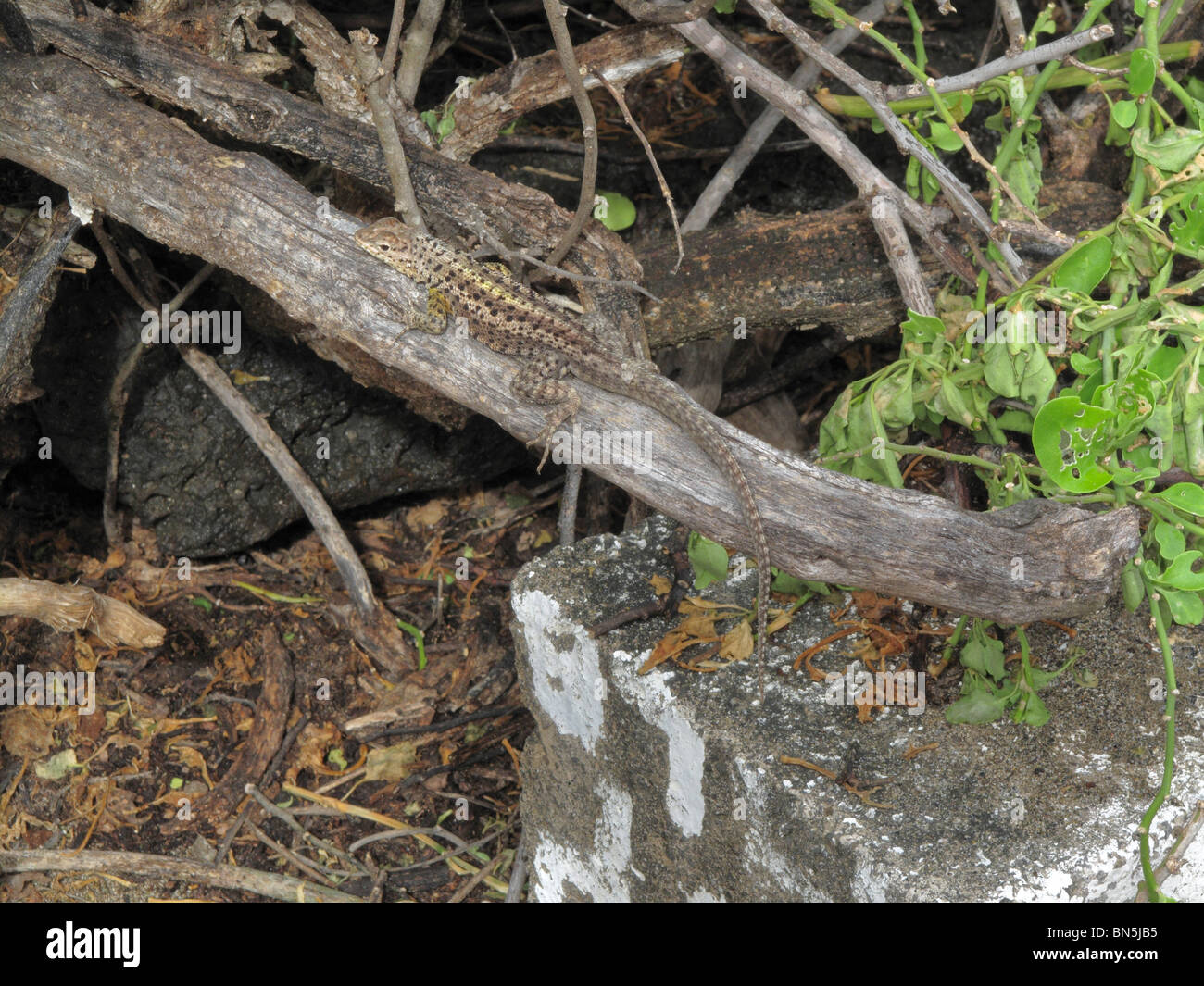Lava Lizard Microlophus grayi Stock Photo - Alamy