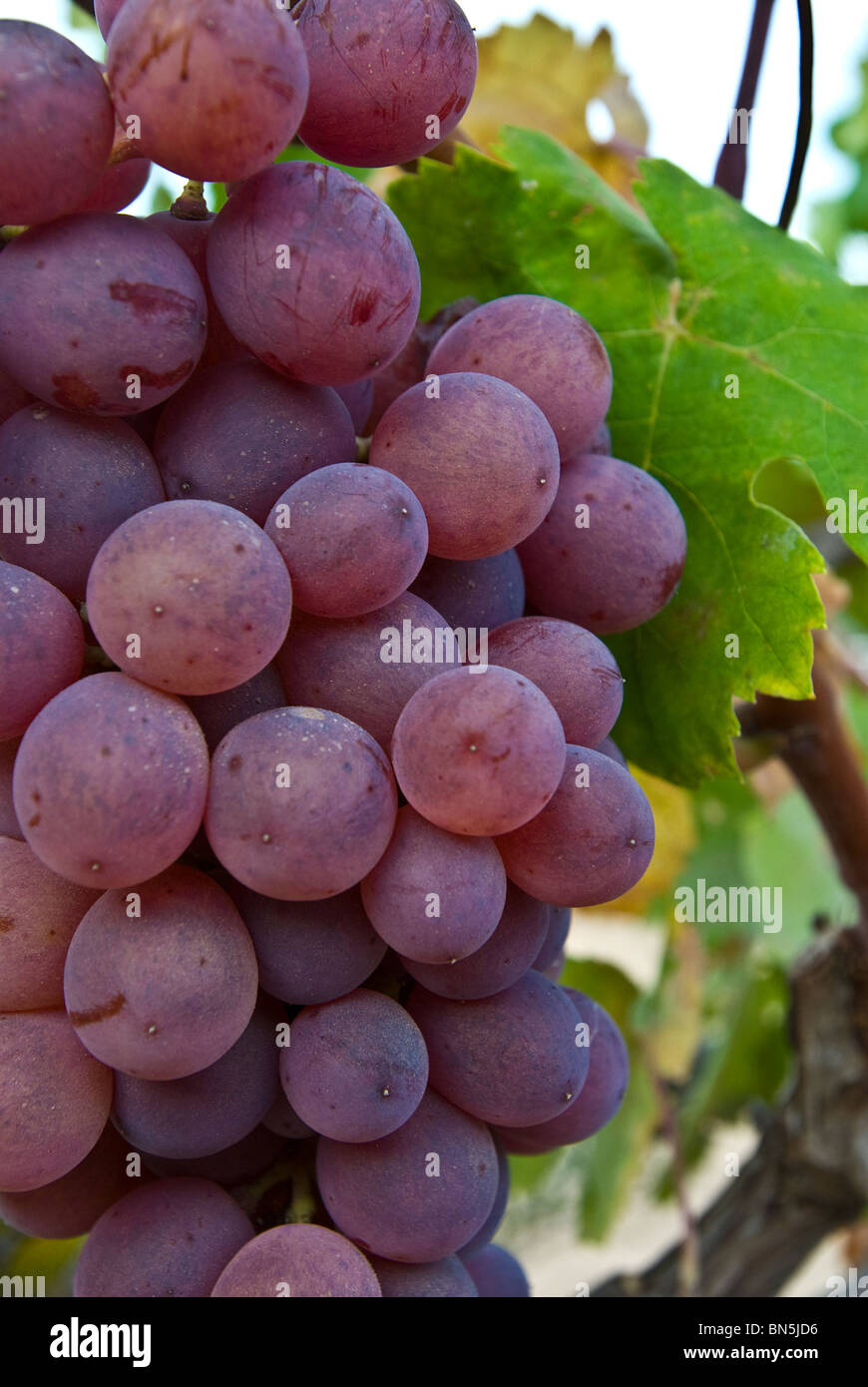 Spain red grapes hi-res stock photography and images - Alamy