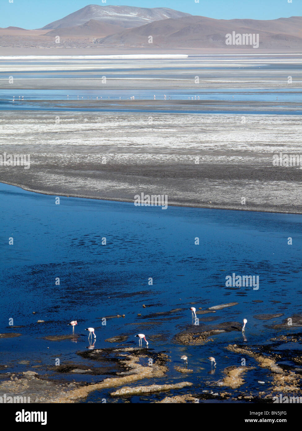 The Laguna Colorada or Lake Colorada in the southern altiplano in ...