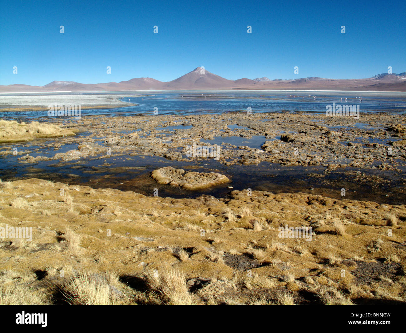 The Laguna Colorada or Lake Colorada in the southern altiplano in ...