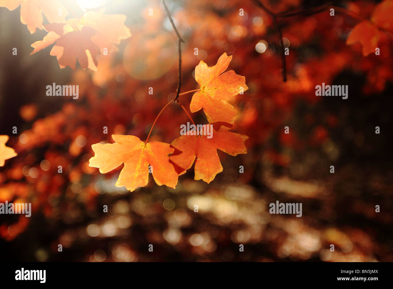 Maple fall foliage texas hi-res stock photography and images - Alamy