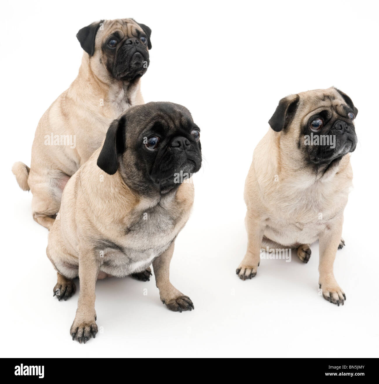 Three Pugs Isolated on White Background Stock Photo - Alamy