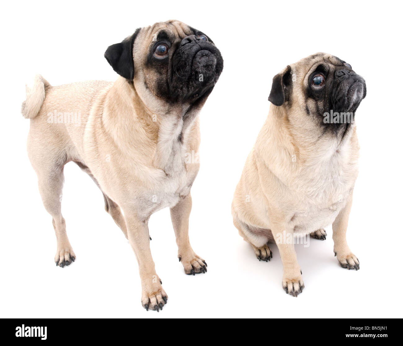 Two Pugs Looking Up, Isolated on White Background Stock Photo - Alamy