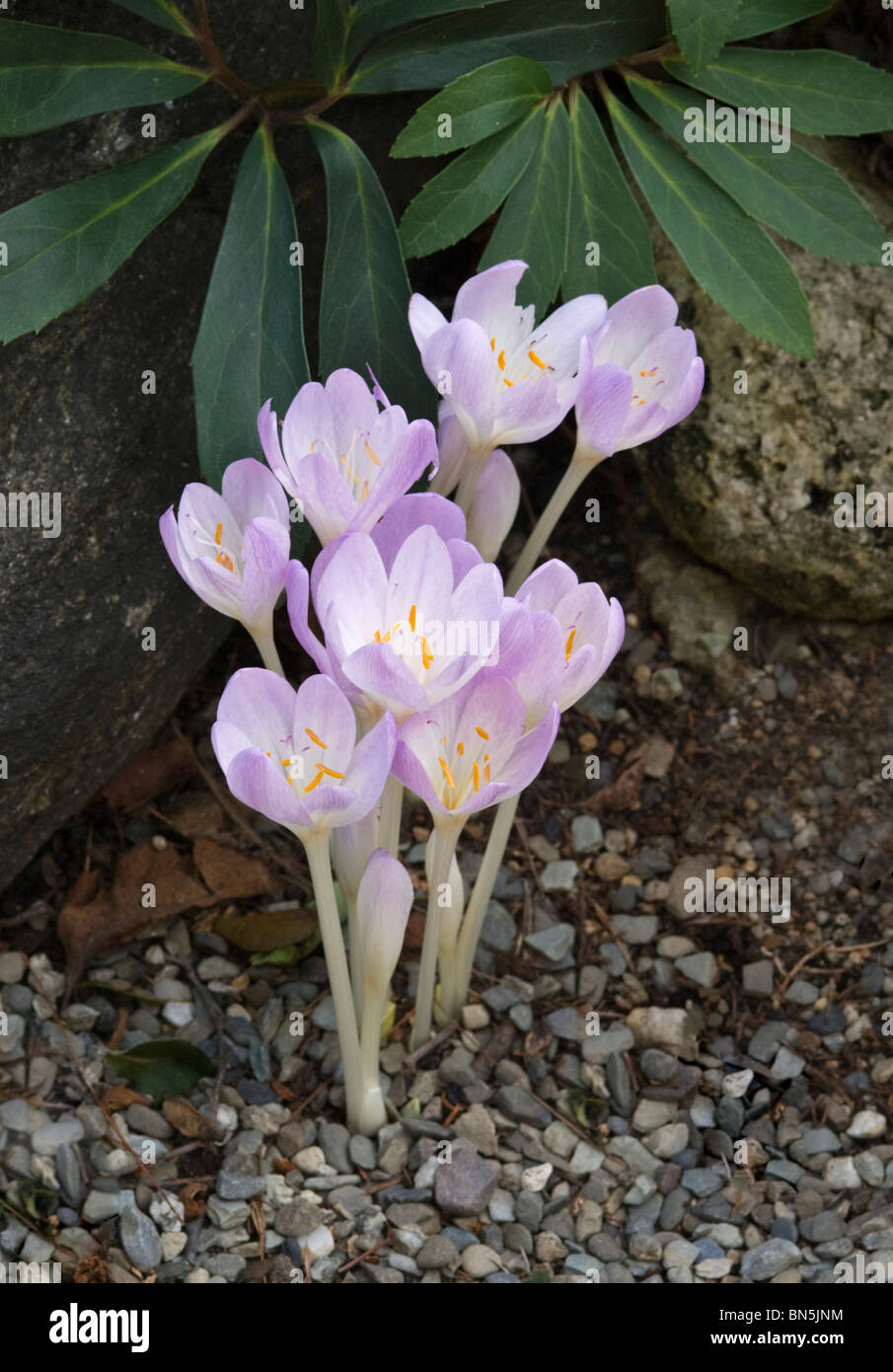 Colchicum Cilicicum High Resolution Stock Photography and Images - Alamy