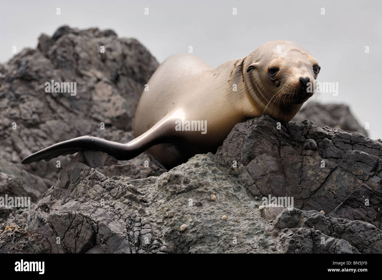 Stock photo of a California sea lion pup resting on a rock along the ...
