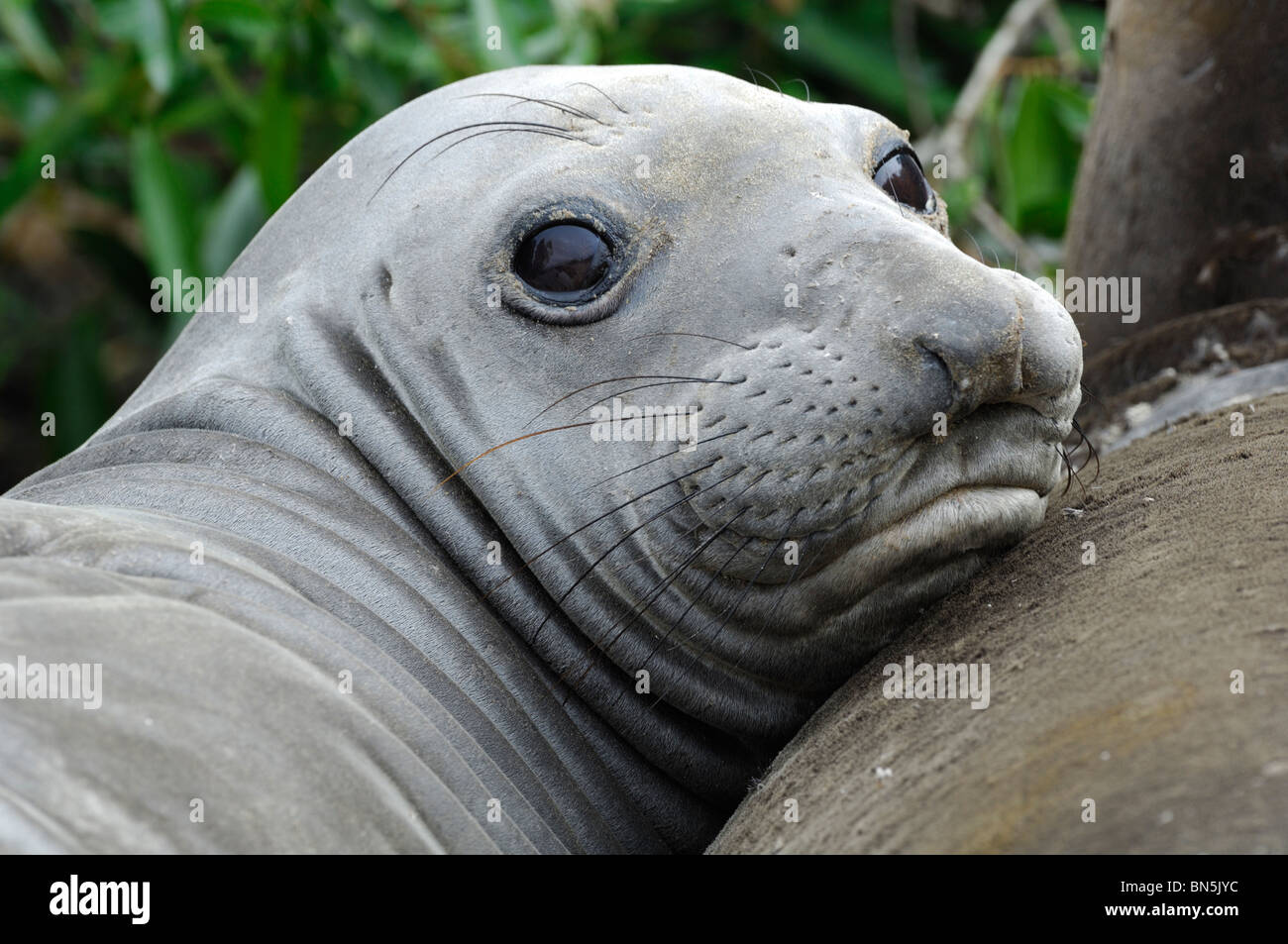 Stock photo closeup image of a female northern elephant seal Stock ...