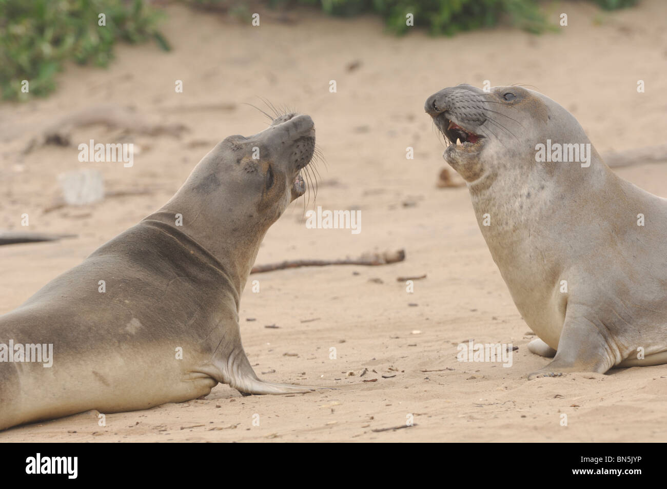 Stock photo of northern elephant seal displaying agressive behavior ...
