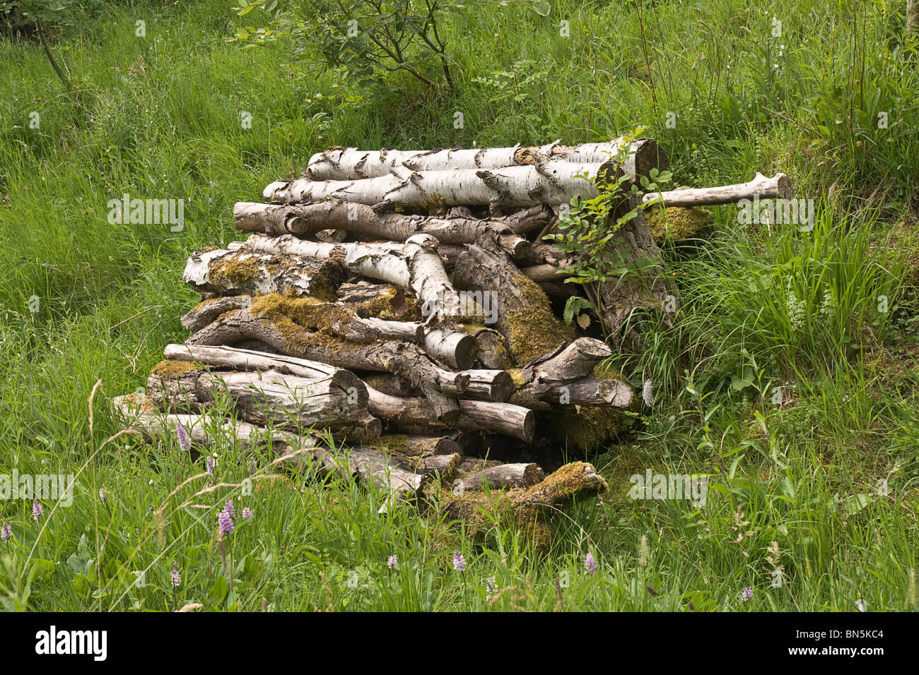 Wood pile (silver birch logs) left to rot and thereby encourage ...