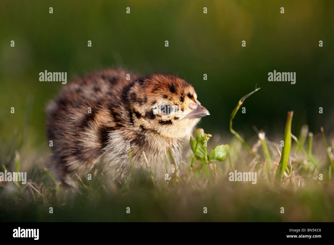 Young partridge chick hi-res stock photography and images - Alamy