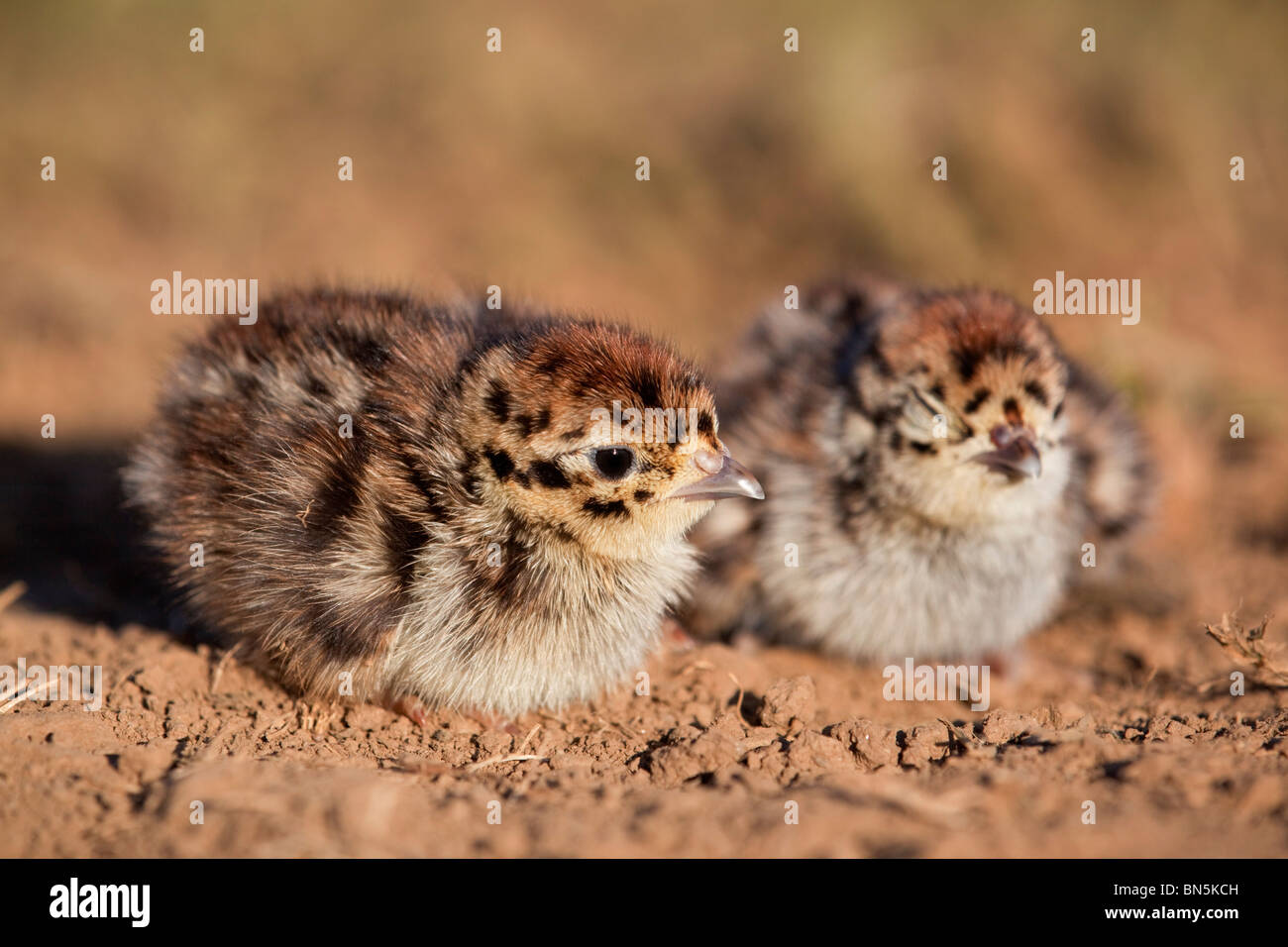 Grey Partridge; Perdix perdix; chicks Stock Photo - Alamy