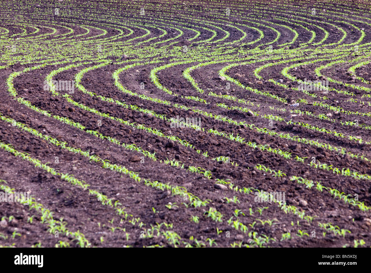 Maize crops planted in a wavy line in a field near Zennor in Cornwall ...