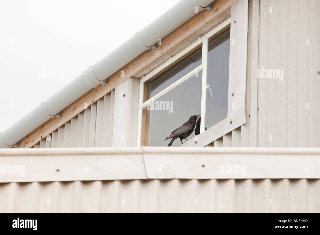 Crow attack hi-res stock photography and images - Alamy