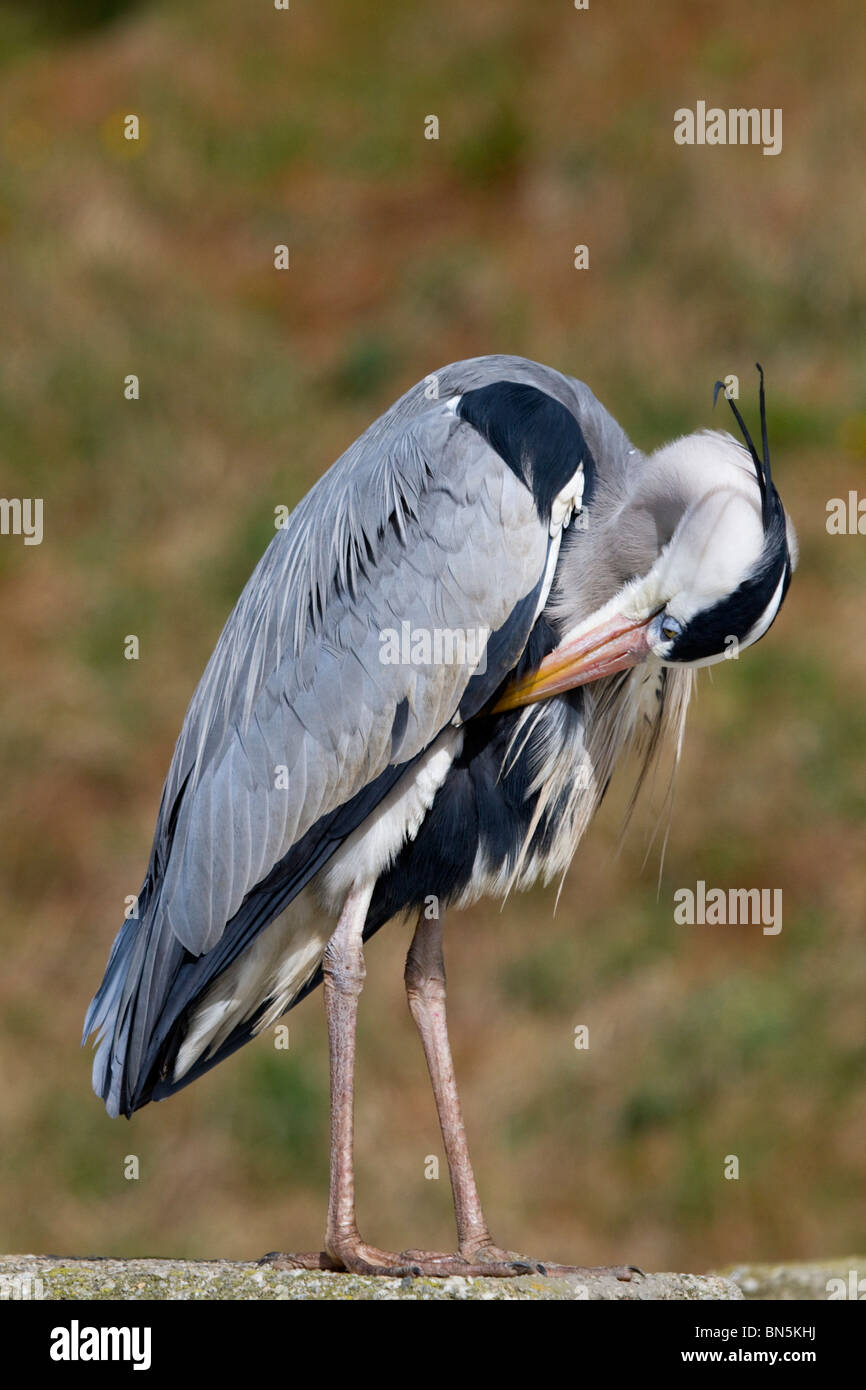 Preening heron hi-res stock photography and images - Alamy
