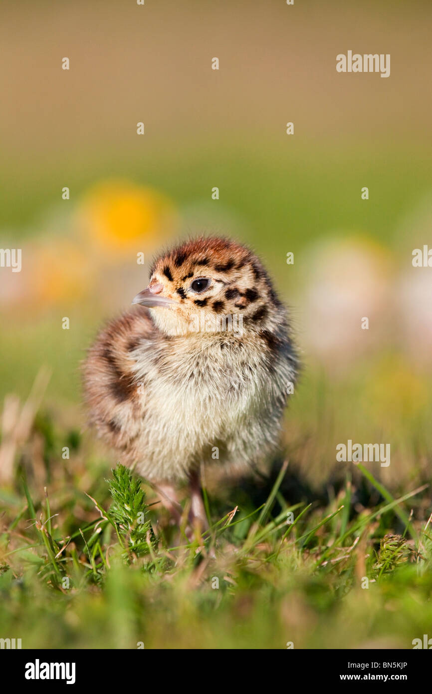 Grey Partridge; Perdix perdix; chick in meadow Stock Photo - Alamy