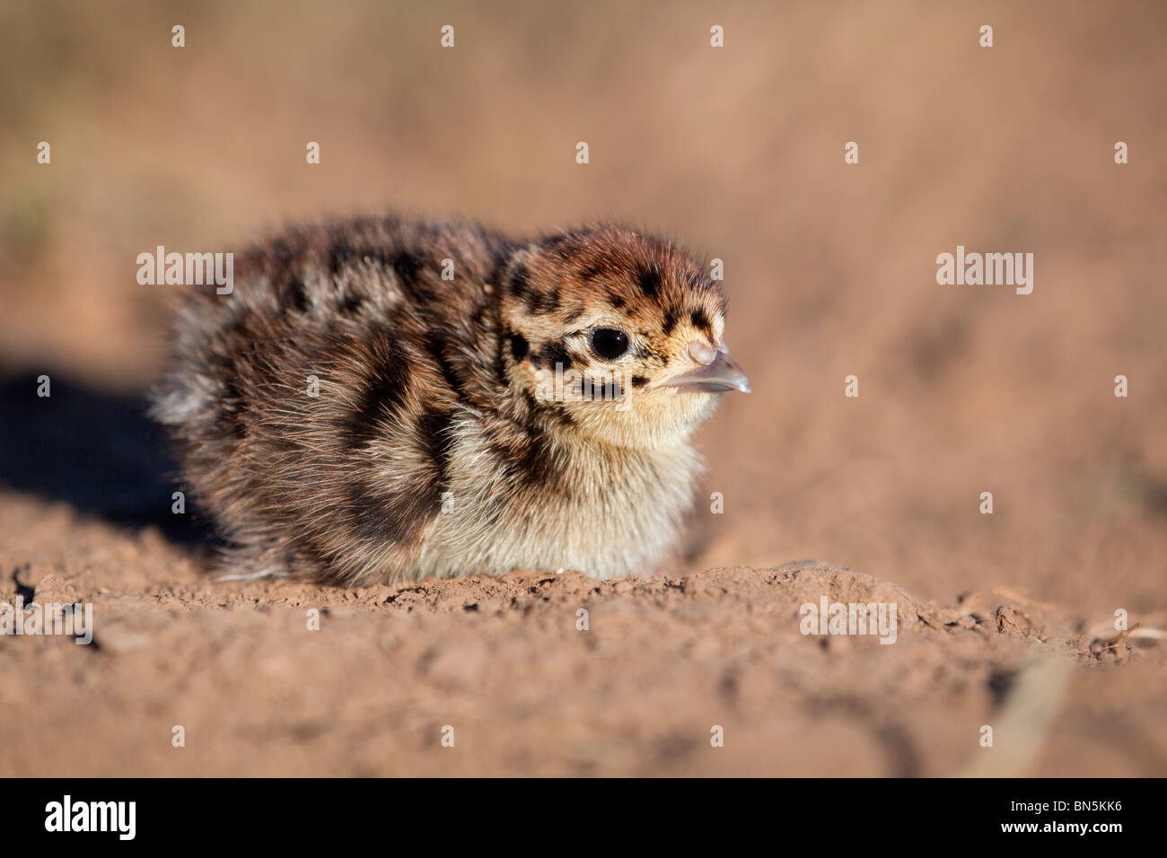 Hungarian Partridge Chicks