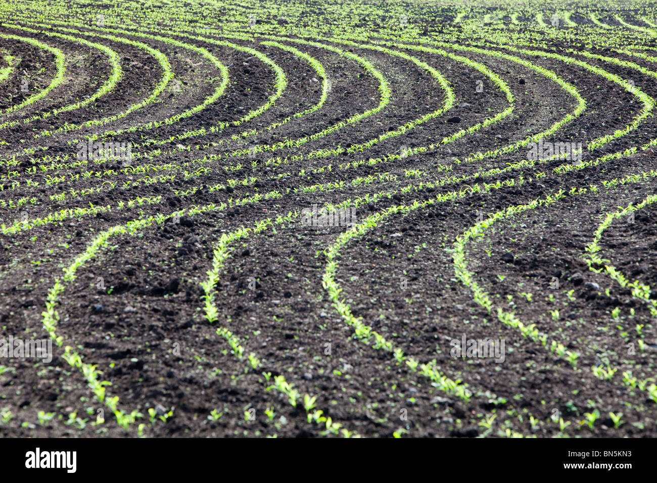 Maize crops planted in a wavy line in a field near Zennor in Cornwall ...