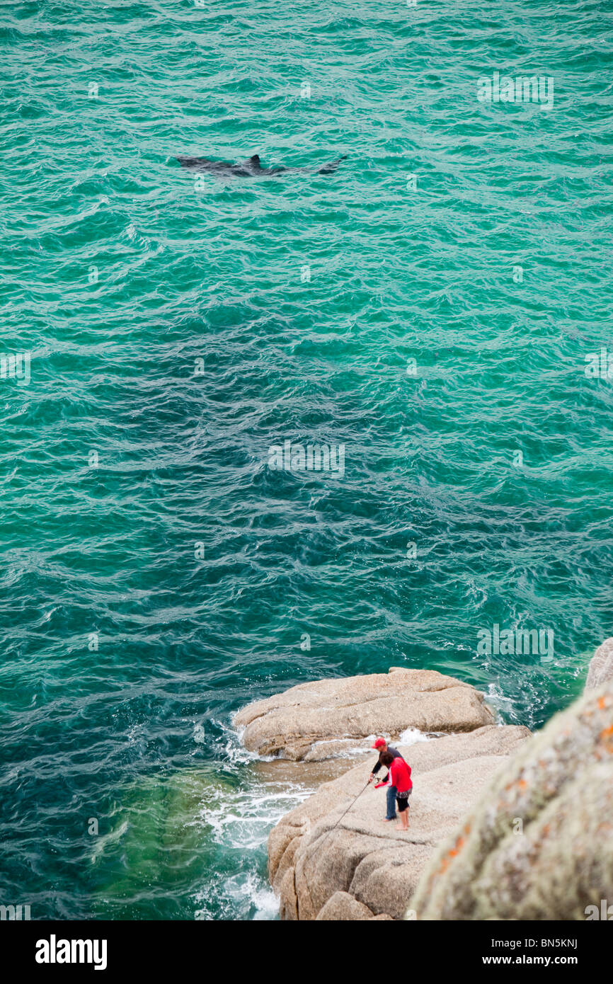 Basking shark hi-res stock photography and images - Alamy