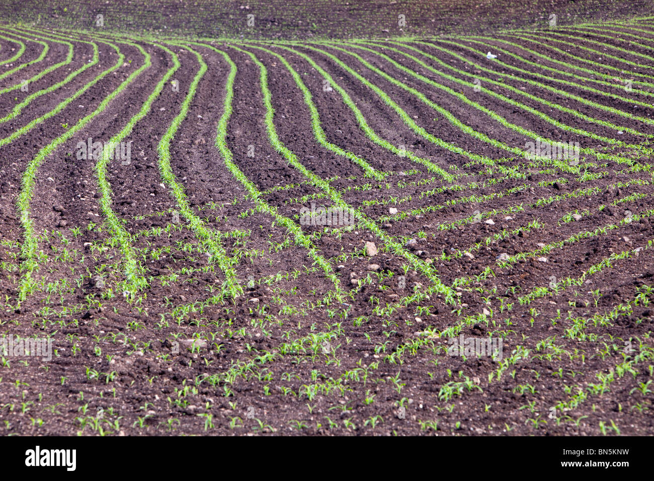 Maize crops planted in a wavy line in a field near Zennor in Cornwall ...