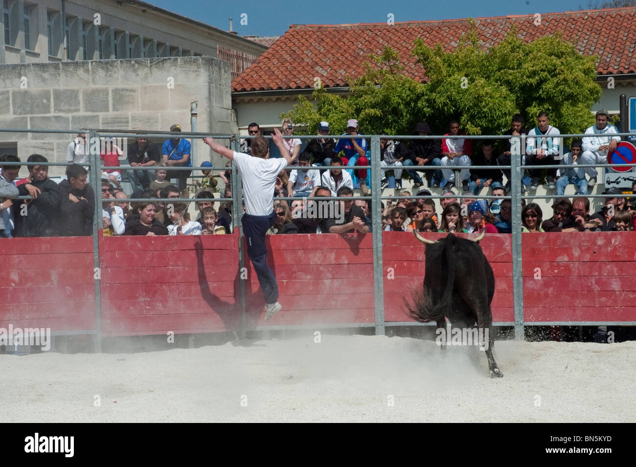 Bullfighting bulls hi-res stock photography and images - Alamy