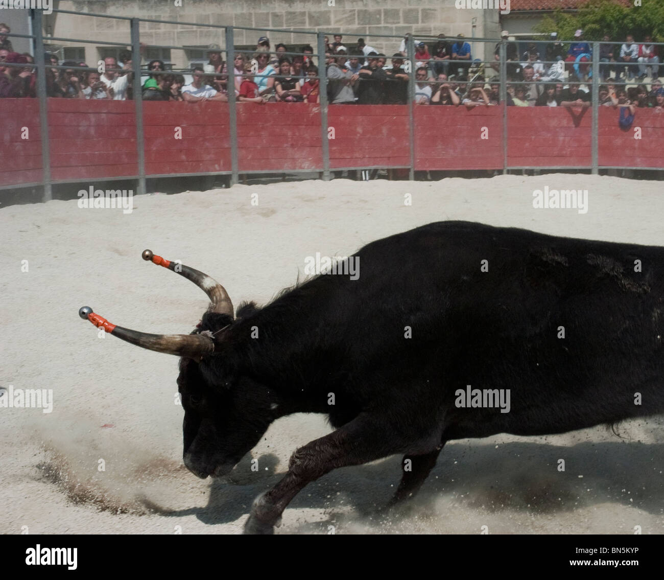 Arles, France - Close up, Running Bull in Traditional Carmaque ...