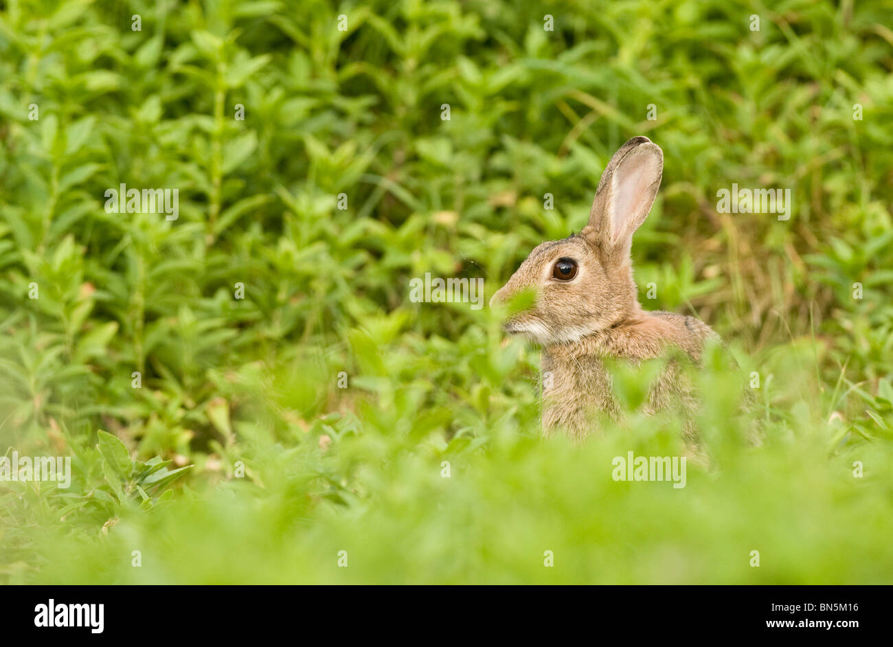 Wild European Rabbit (Oryctolagus cuniculus Stock Photo - Alamy