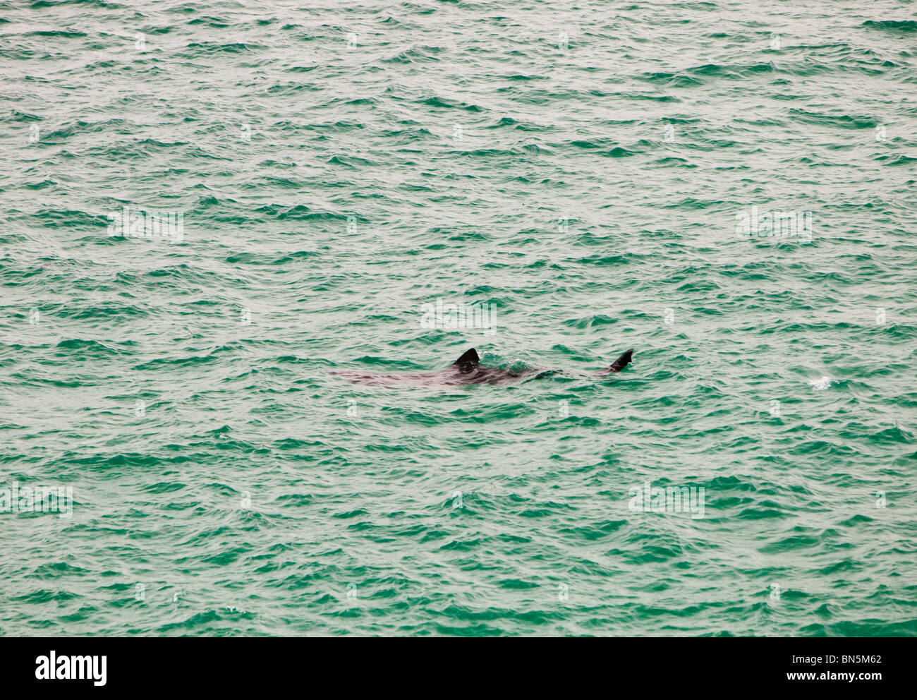 A Basking shark (Cetorhinus maximus) off Porthcurno, Cornwall, UK Stock ...