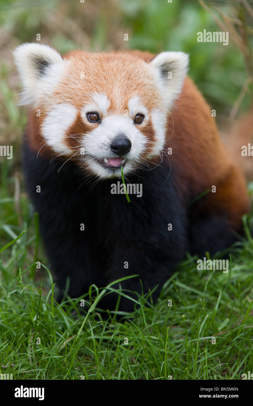 Red panda eating grass - Ailurus fulgens Stock Photo - Alamy