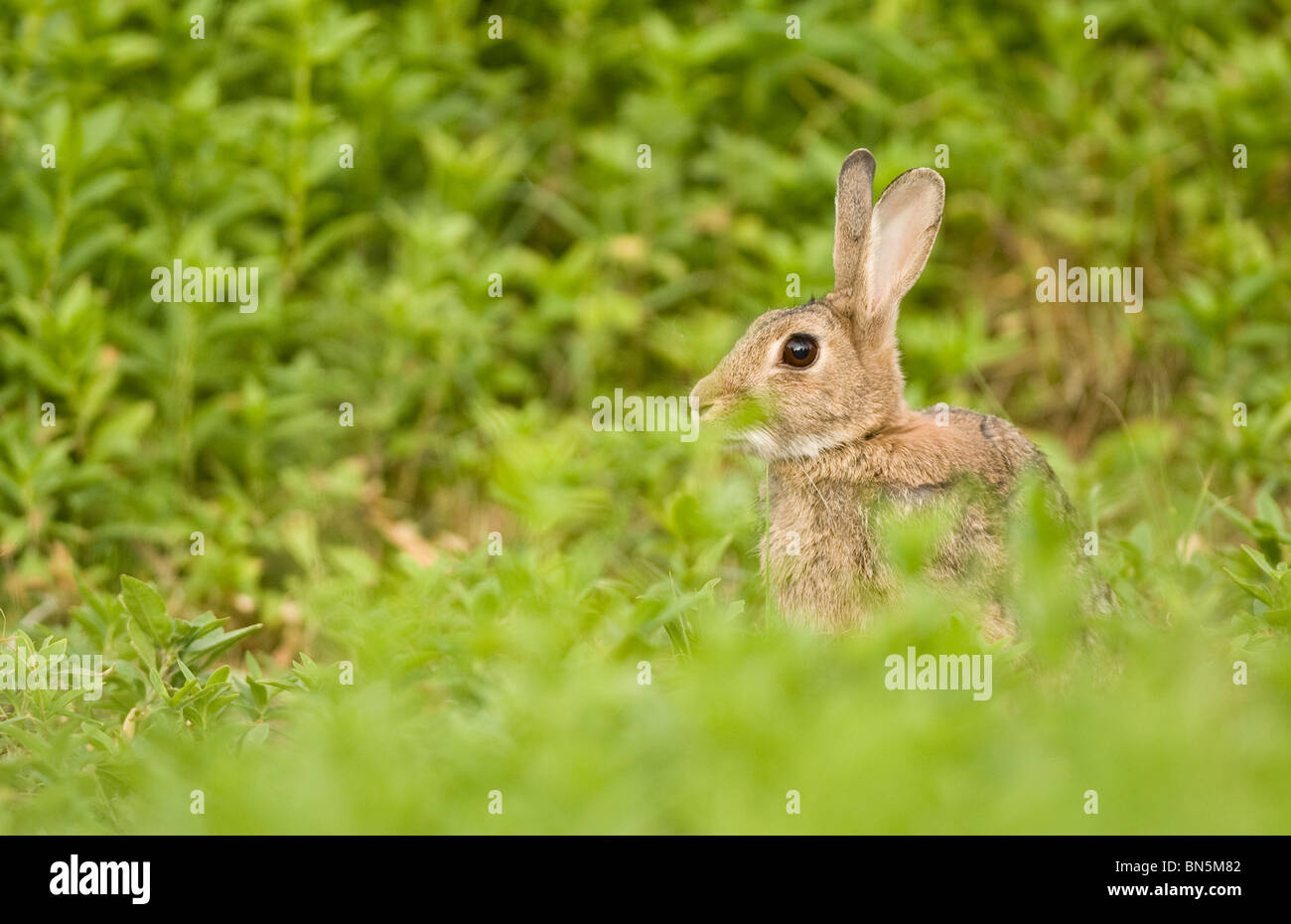 Wild European Rabbit (Oryctolagus cuniculus Stock Photo - Alamy