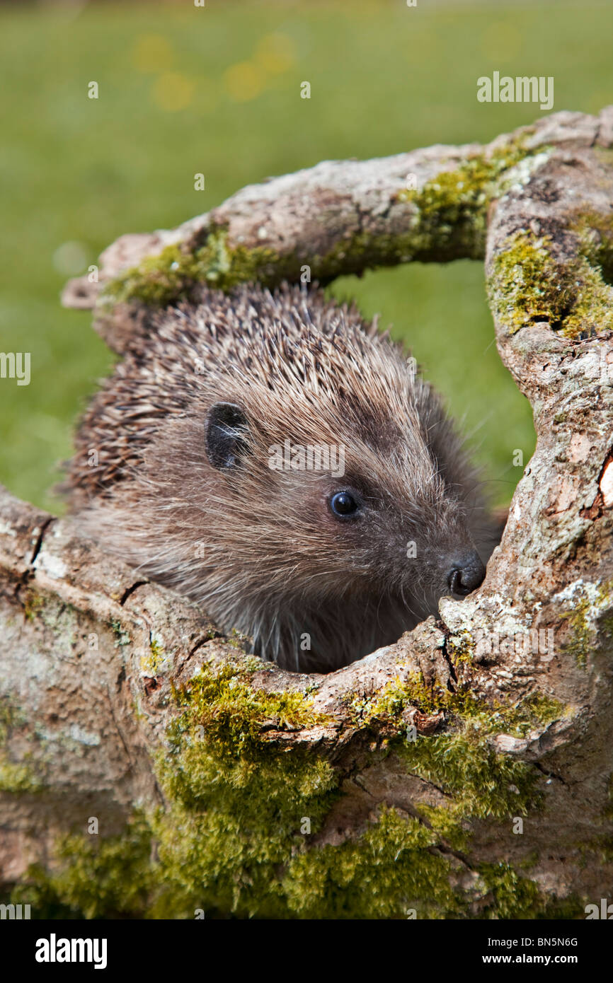 Erinaceus europaeus garden hi-res stock photography and images - Alamy