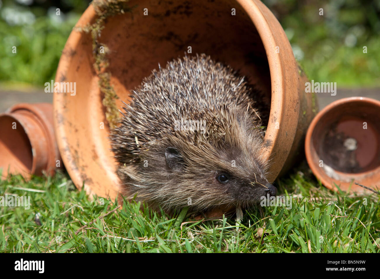 Hedgehog garden hi-res stock photography and images - Alamy