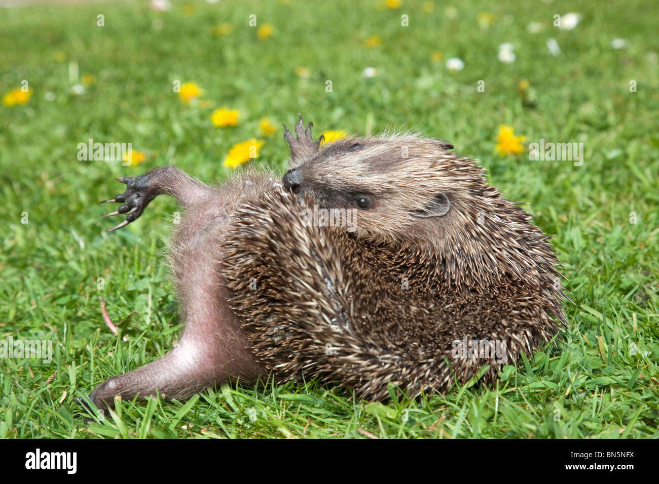 Hedgehog; Erinaceus europaeus; anointing itself Stock Photo - Alamy