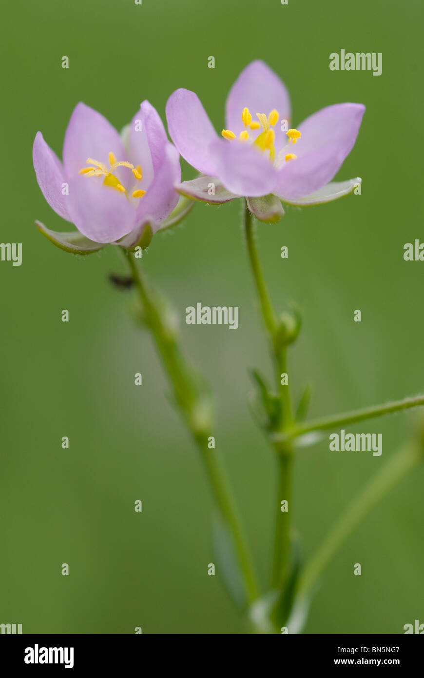 Sand Spurrey (Spergularia rubra Stock Photo - Alamy