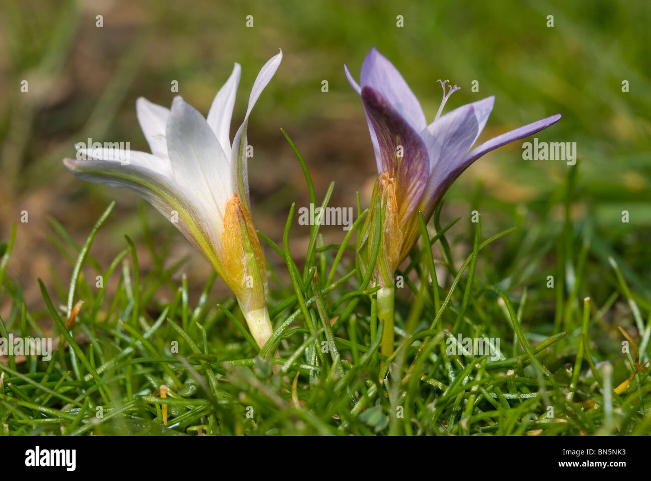 Crocus-leaved romulea (Romulea bulbocodium Stock Photo - Alamy