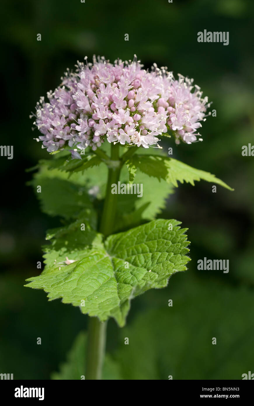 Valerian inflorescence hi-res stock photography and images - Alamy