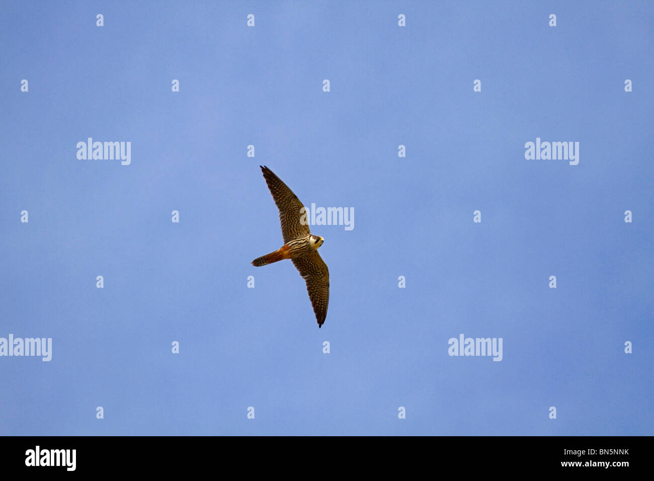 Hobby flight bird hi-res stock photography and images - Alamy